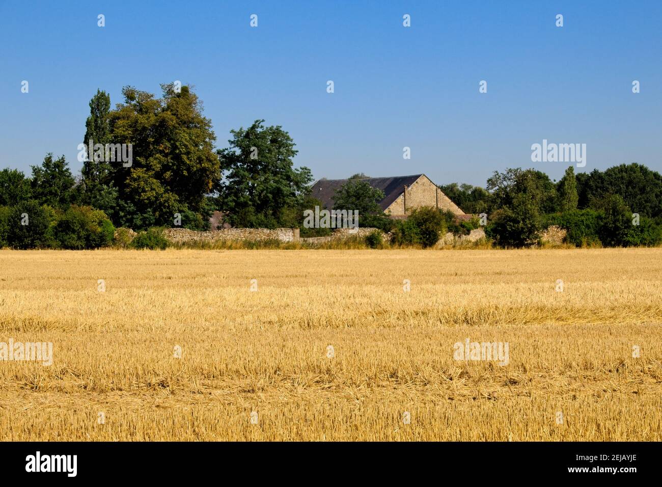 wheat field in the countryside Stock Photo - Alamy