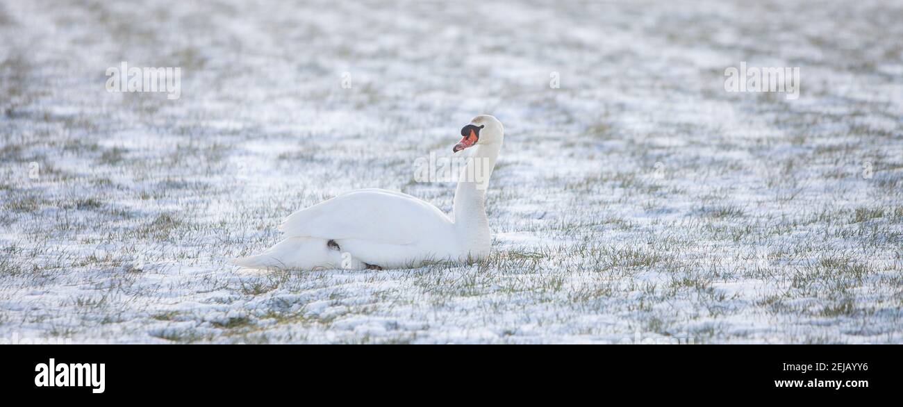 Swan snow walking hi-res stock photography and images - Alamy