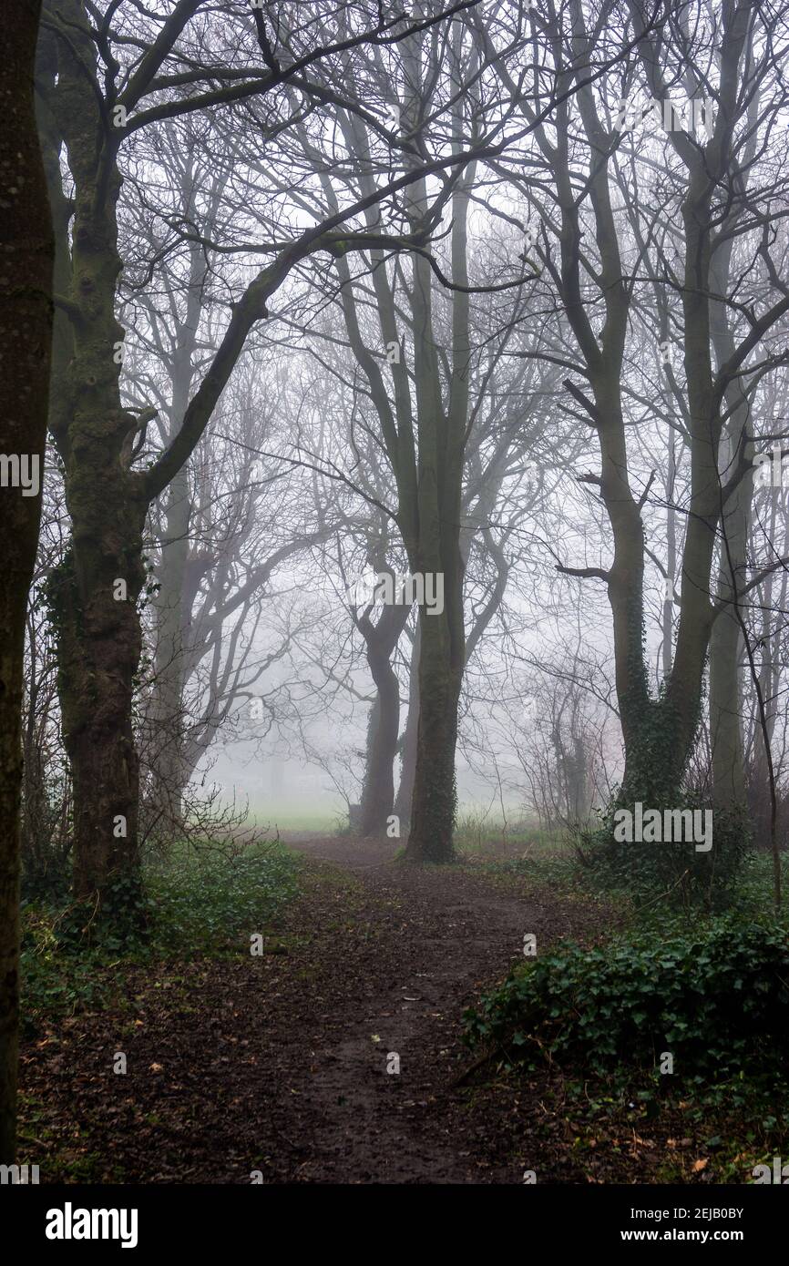 Mist in a local woodland Stock Photo - Alamy