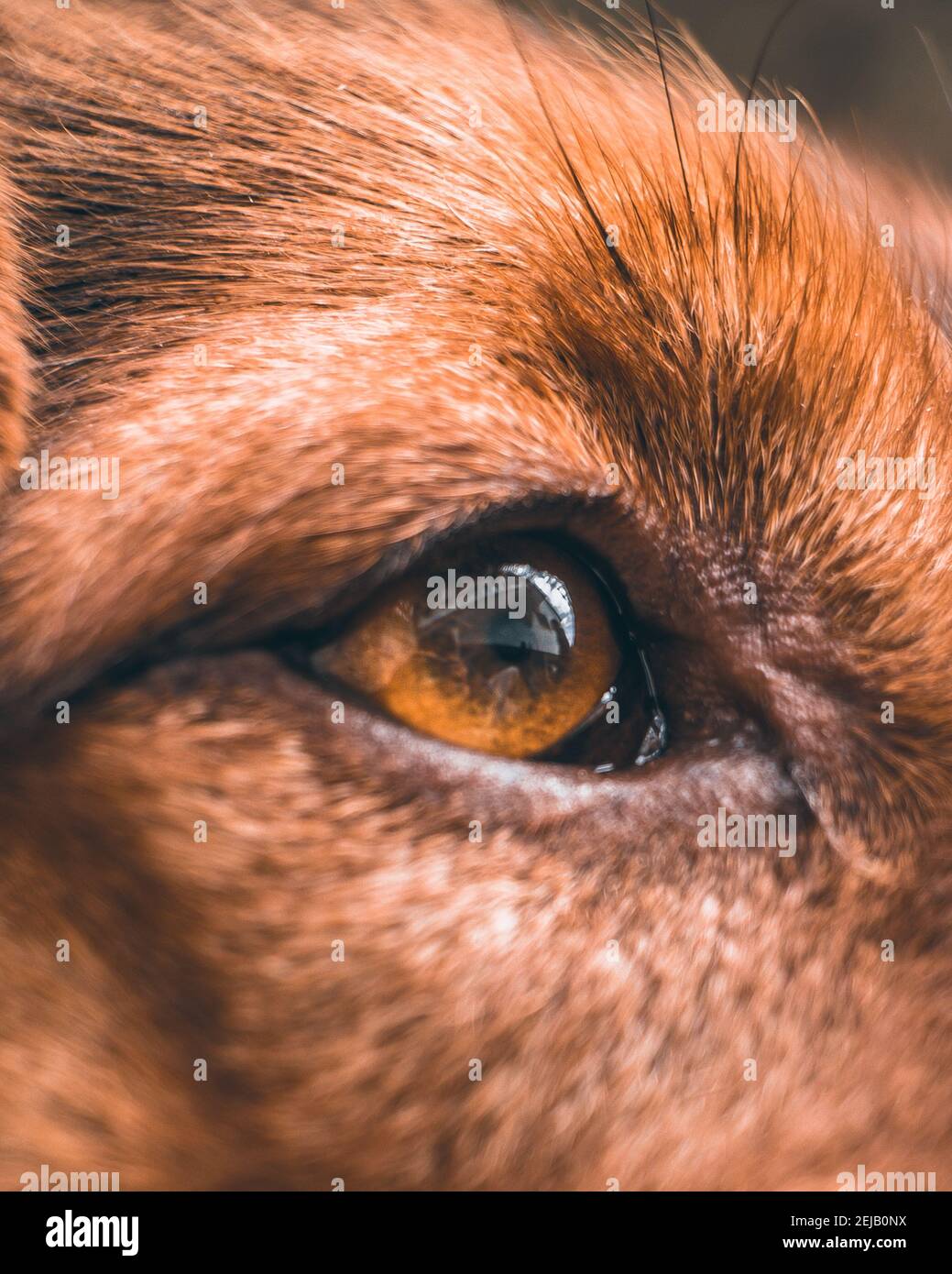 Simba dog hi-res stock photography and images - Alamy