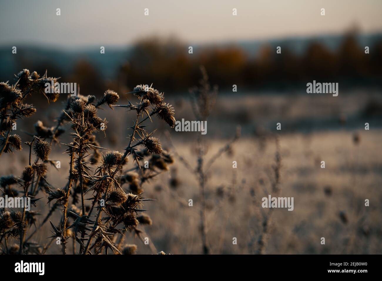 Grass weeds on an autumn field Stock Photo - Alamy