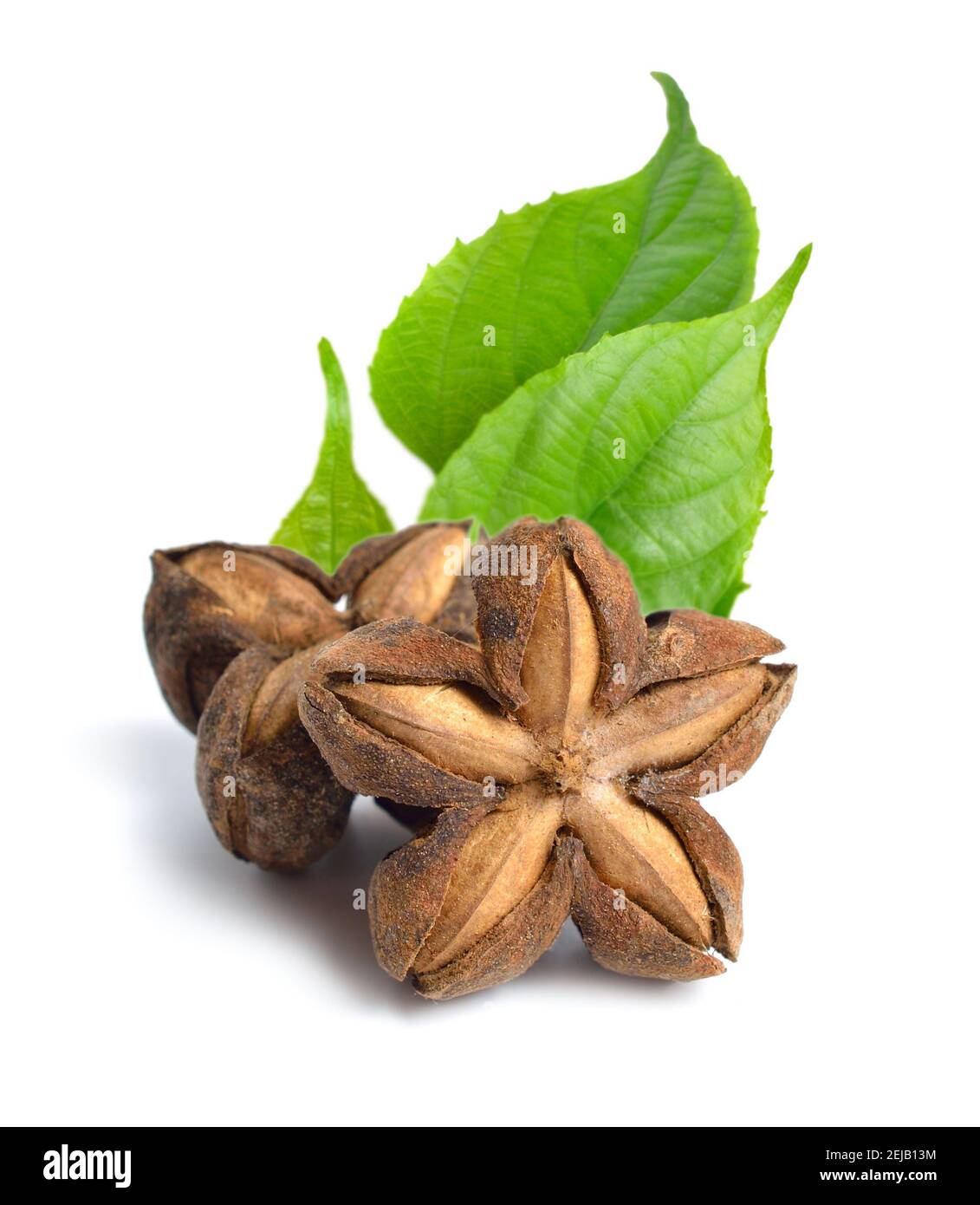 Plukenetia volubilis, commonly known as sacha inchi, sacha peanut ...