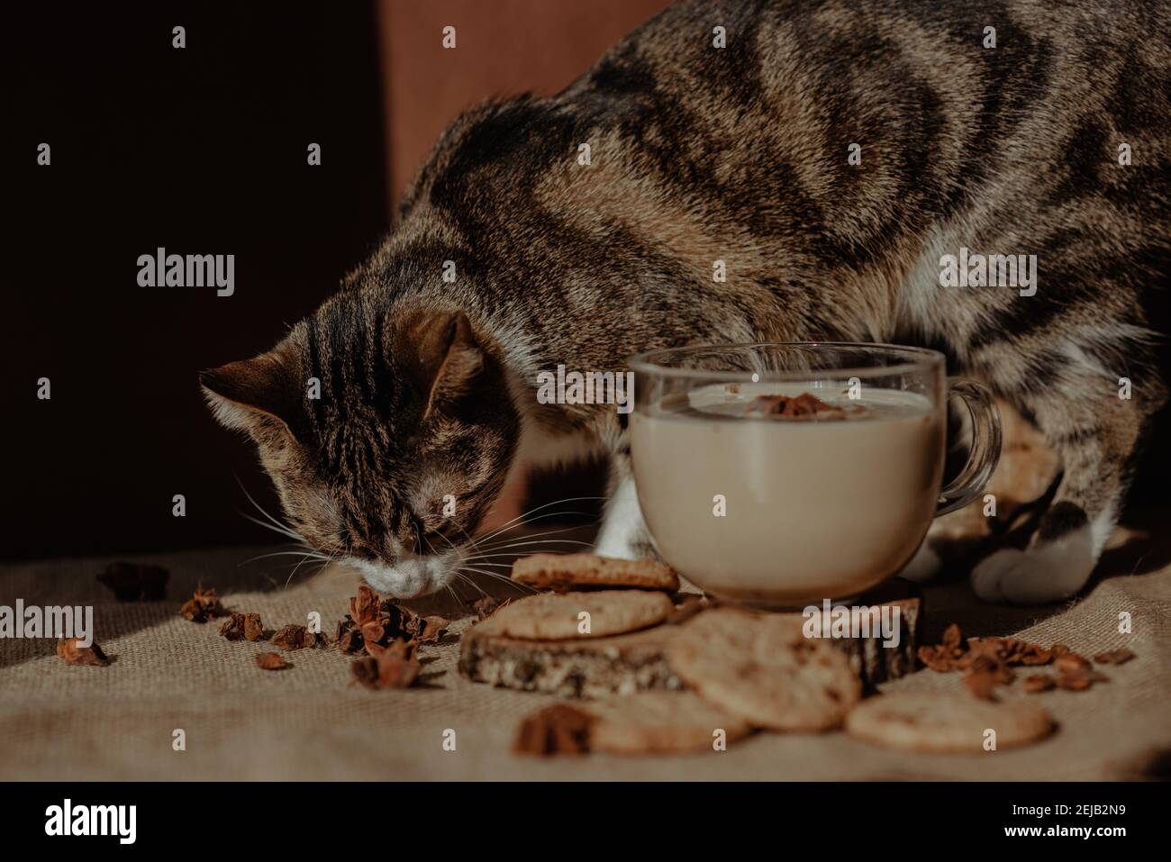 Domestic cat sniffing anise stars served with Indian masala chai spiced ...