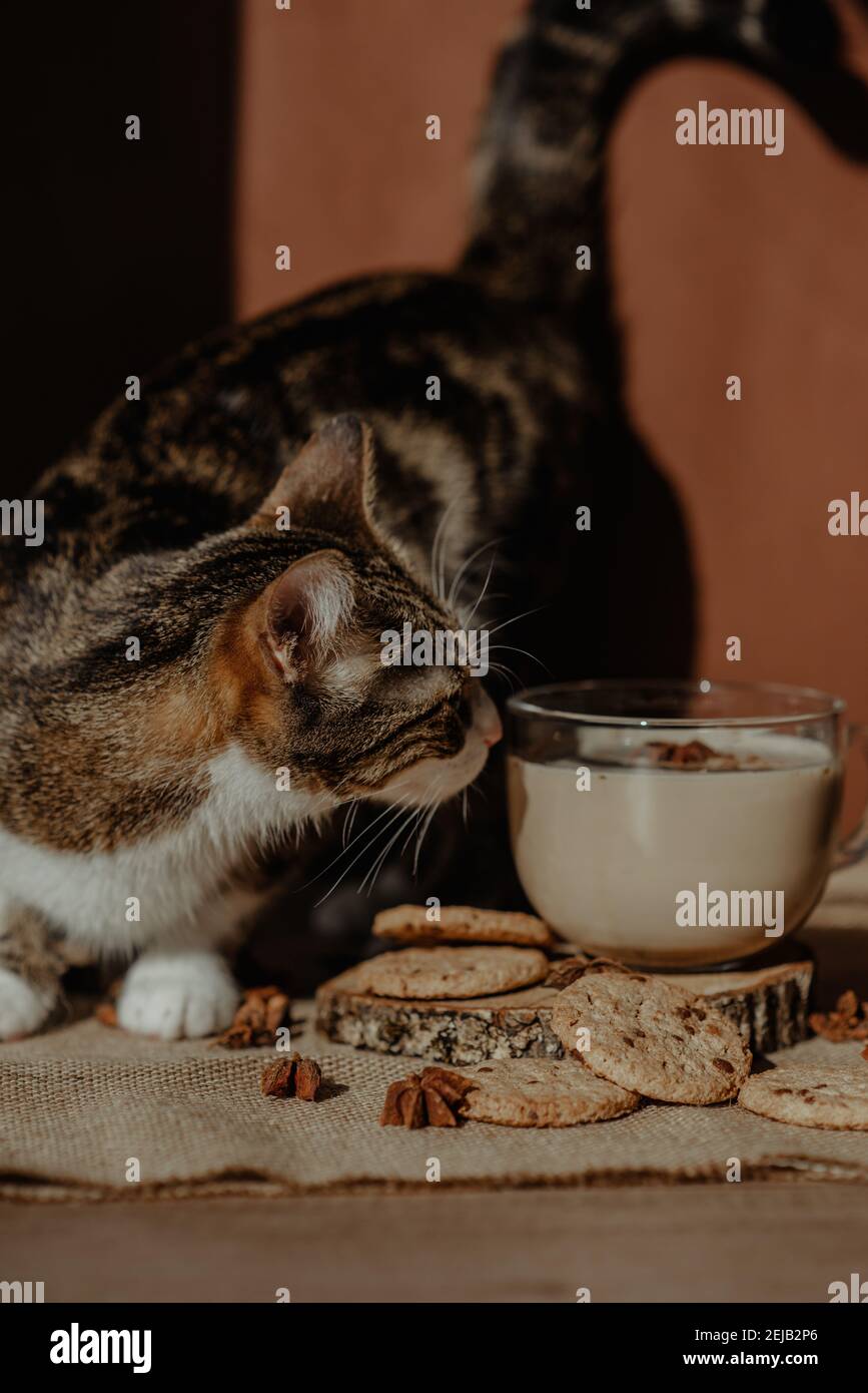 Lovely domestic cat sniffing aromatic Indian masala chai spiced tea ...