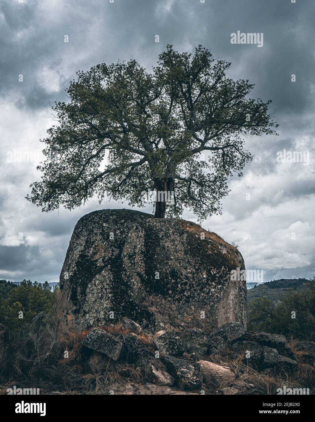 Tree growing rock cliff hi-res stock photography and images - Alamy