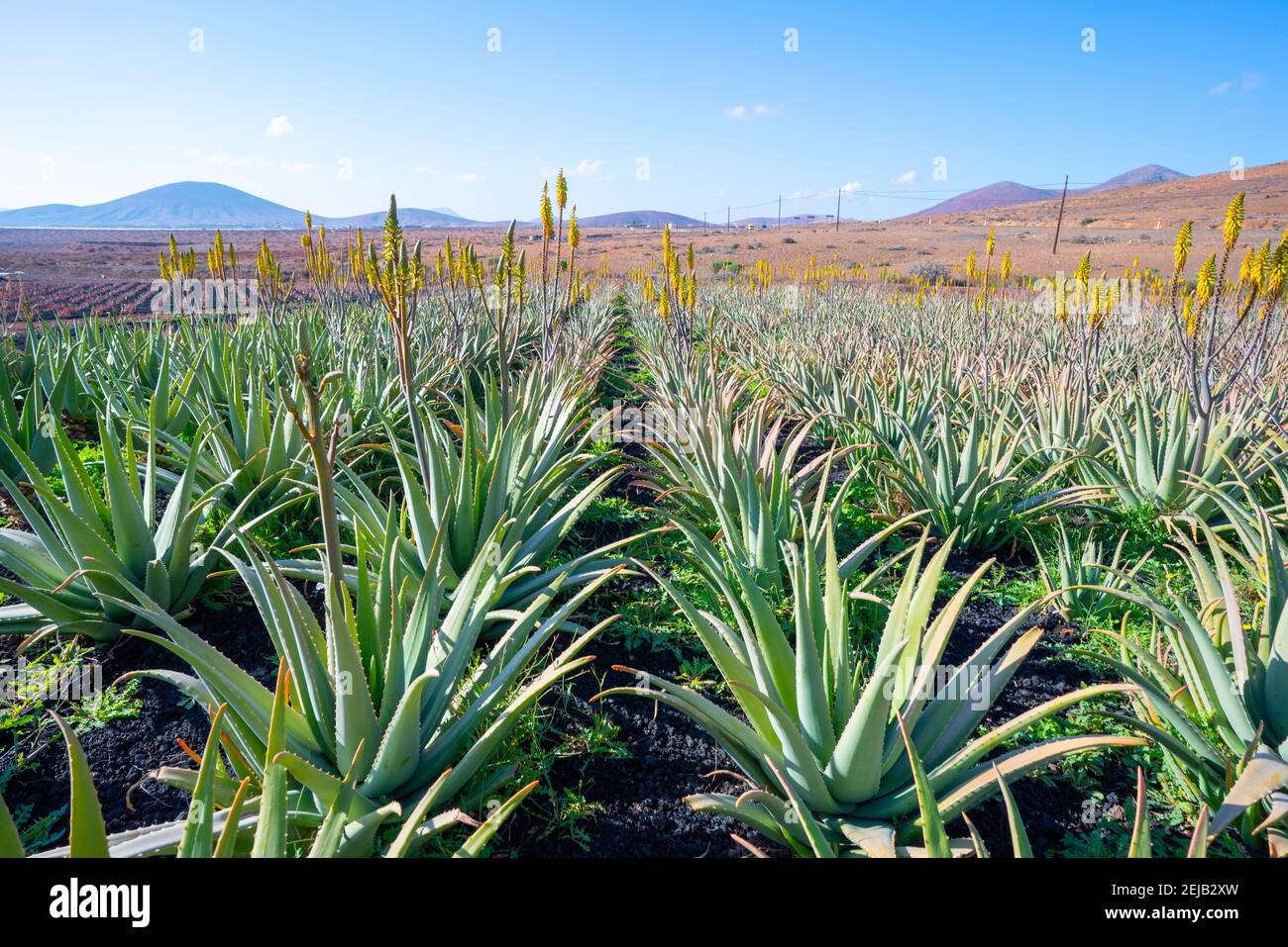 Plantation of medicinal aloe vera plant in the Canary Islands. Aloe ...