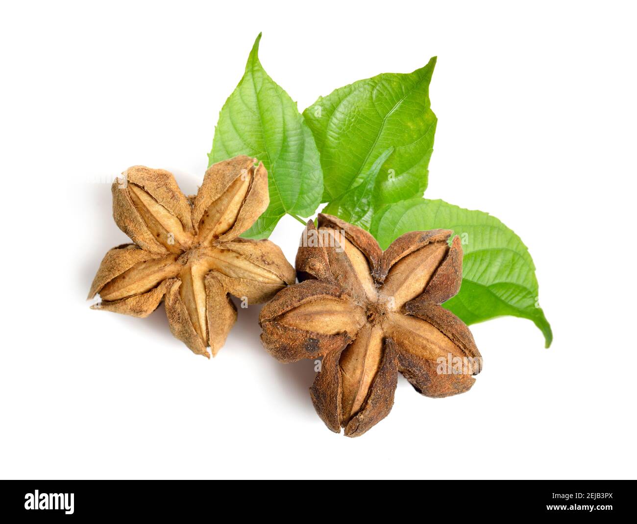 Plukenetia volubilis, commonly known as sacha inchi, sacha peanut ...