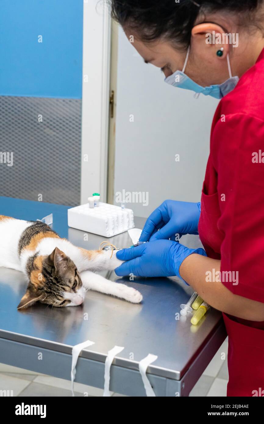 Veterinarian with face mask drawing blood from a sedated cat Stock ...
