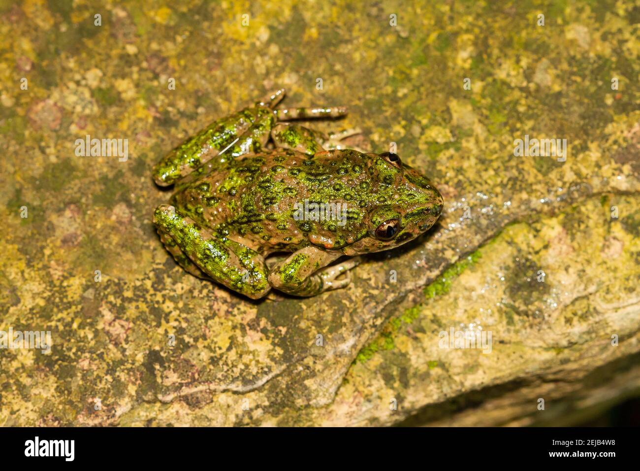 Closeup view of a tiny green Common parsley frog Pelodytes punctatus ...