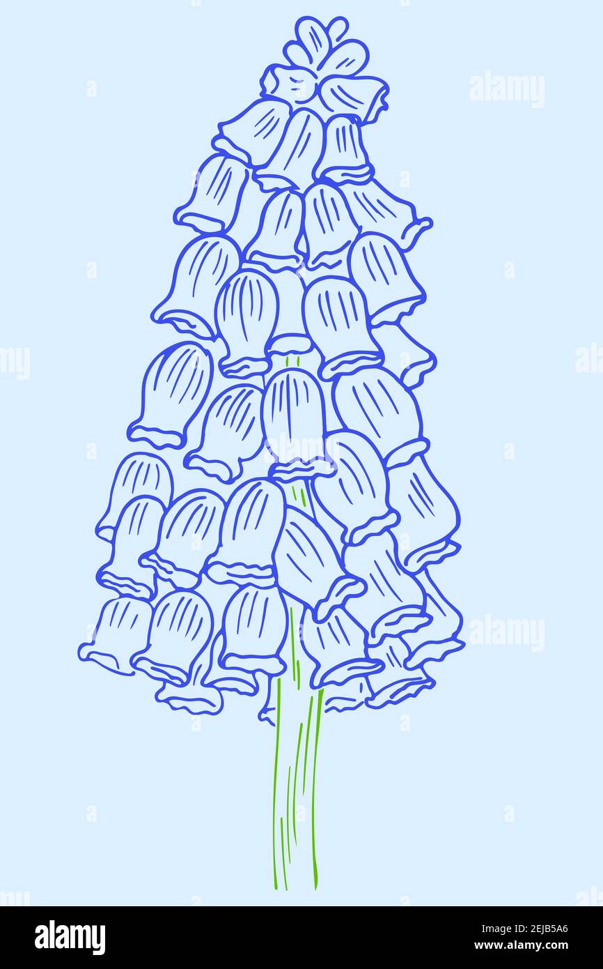 Color sketch of a muscari flower. Vector, blue garden flower. Geocin ...