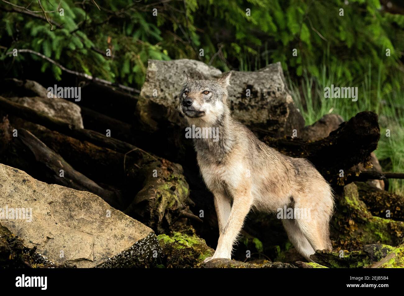 Coastal gray British Columbia wolf at the Khutzeymateen Grizzly Bear ...