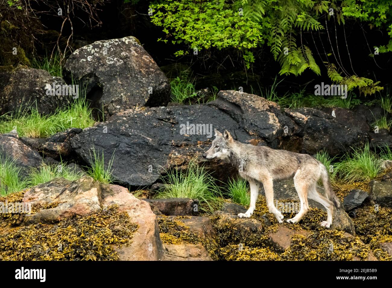 Coastal gray British Columbia wolf at the Khutzeymateen Grizzly Bear ...