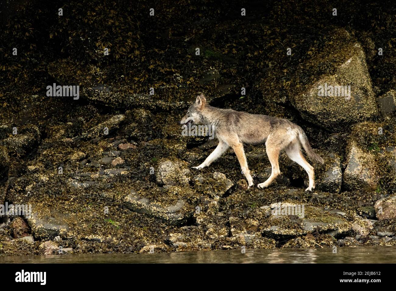 Coastal gray British Columbia wolf at the Khutzeymateen Grizzly Bear ...