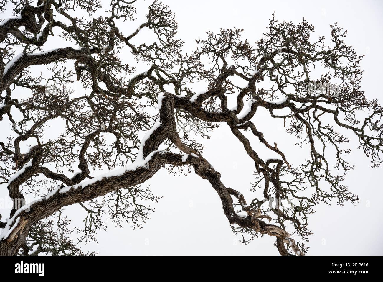 Oregon white oak tree in North Saanich, Vancouver Island, BC Canada ...