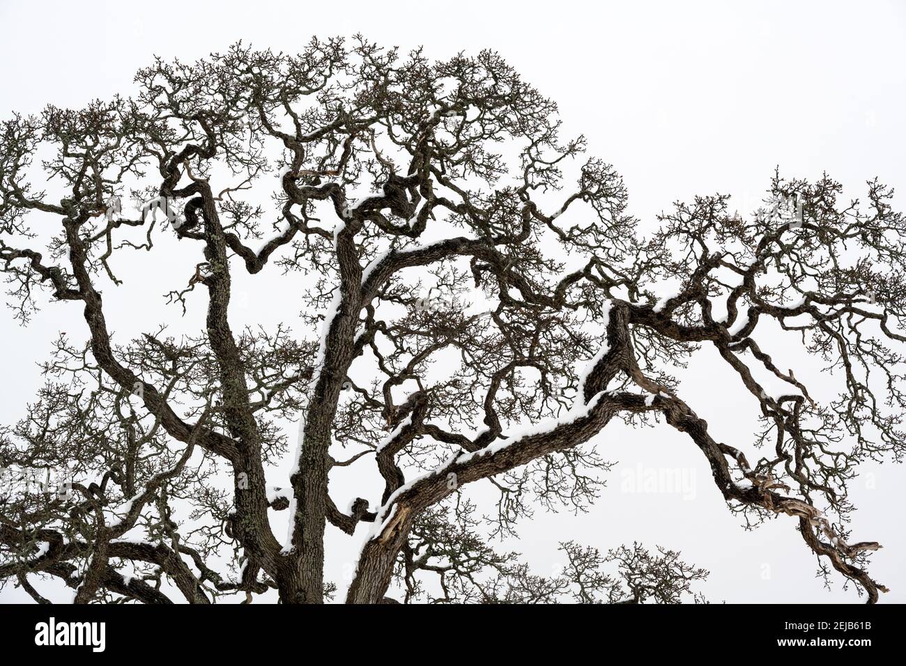 Oregon white oak tree in North Saanich, Vancouver Island, BC Canada ...