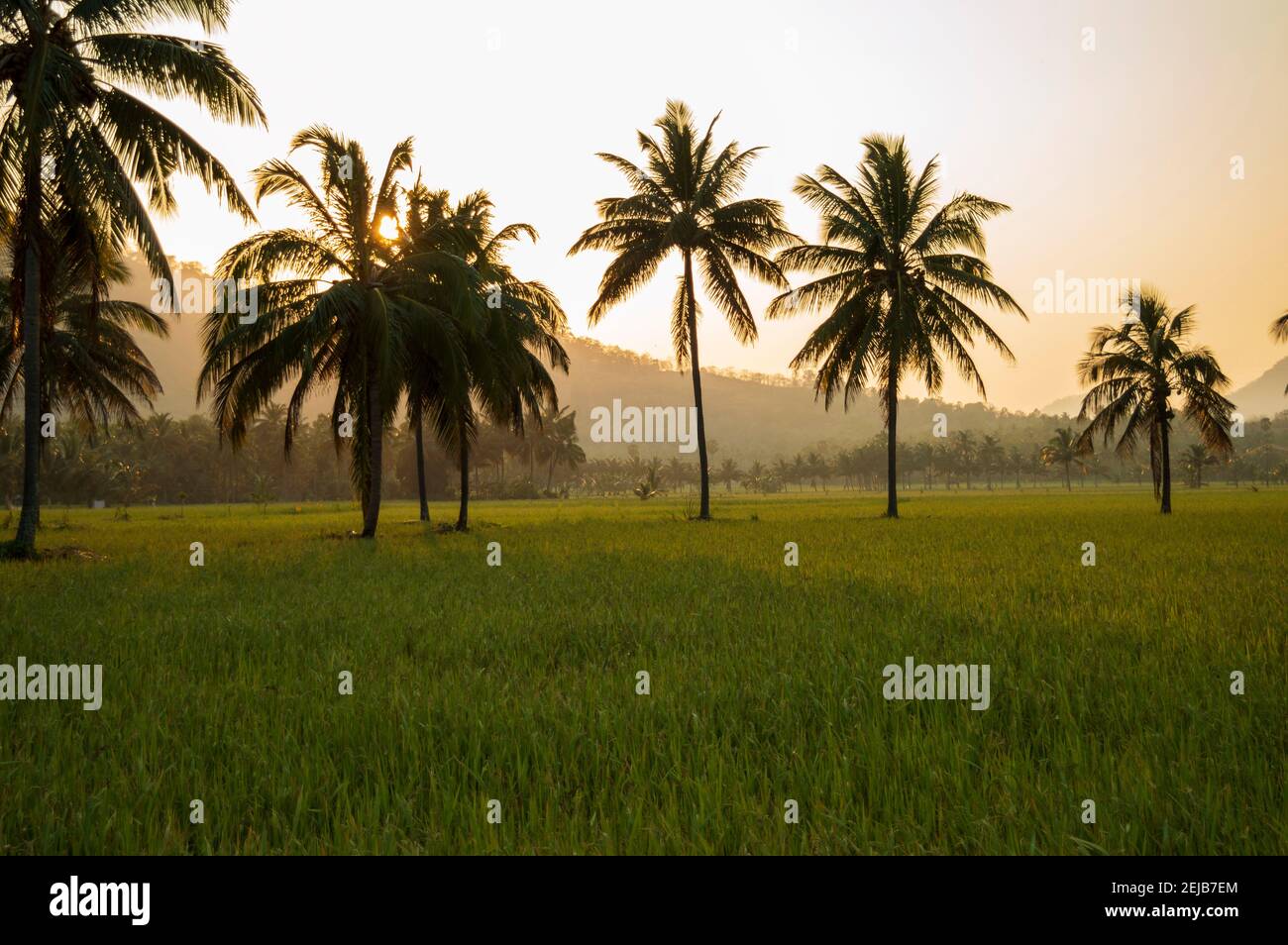 Coconut trees background rice field hi-res stock photography and images ...