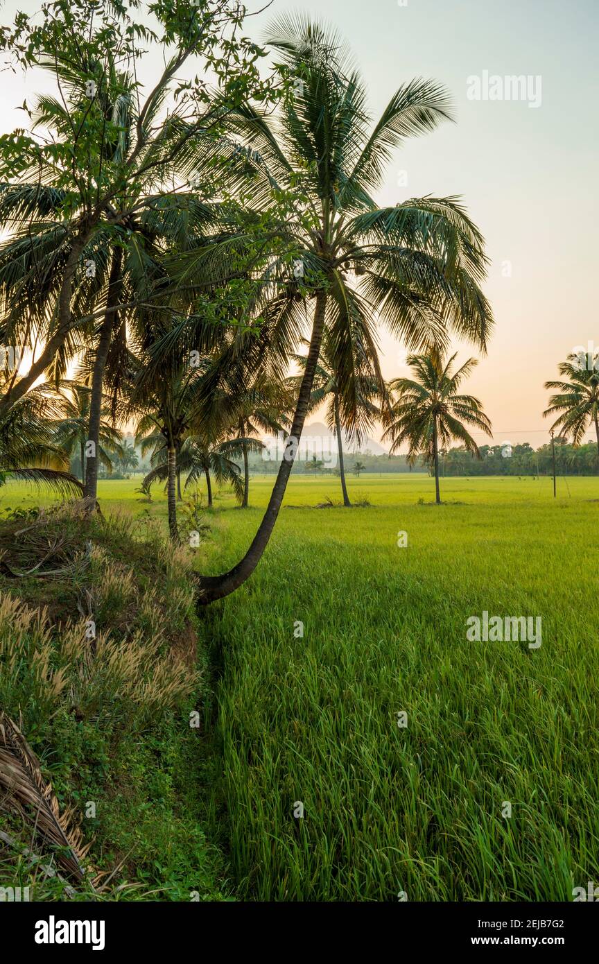 coconut trees between paddy field morning view Stock Photo - Alamy
