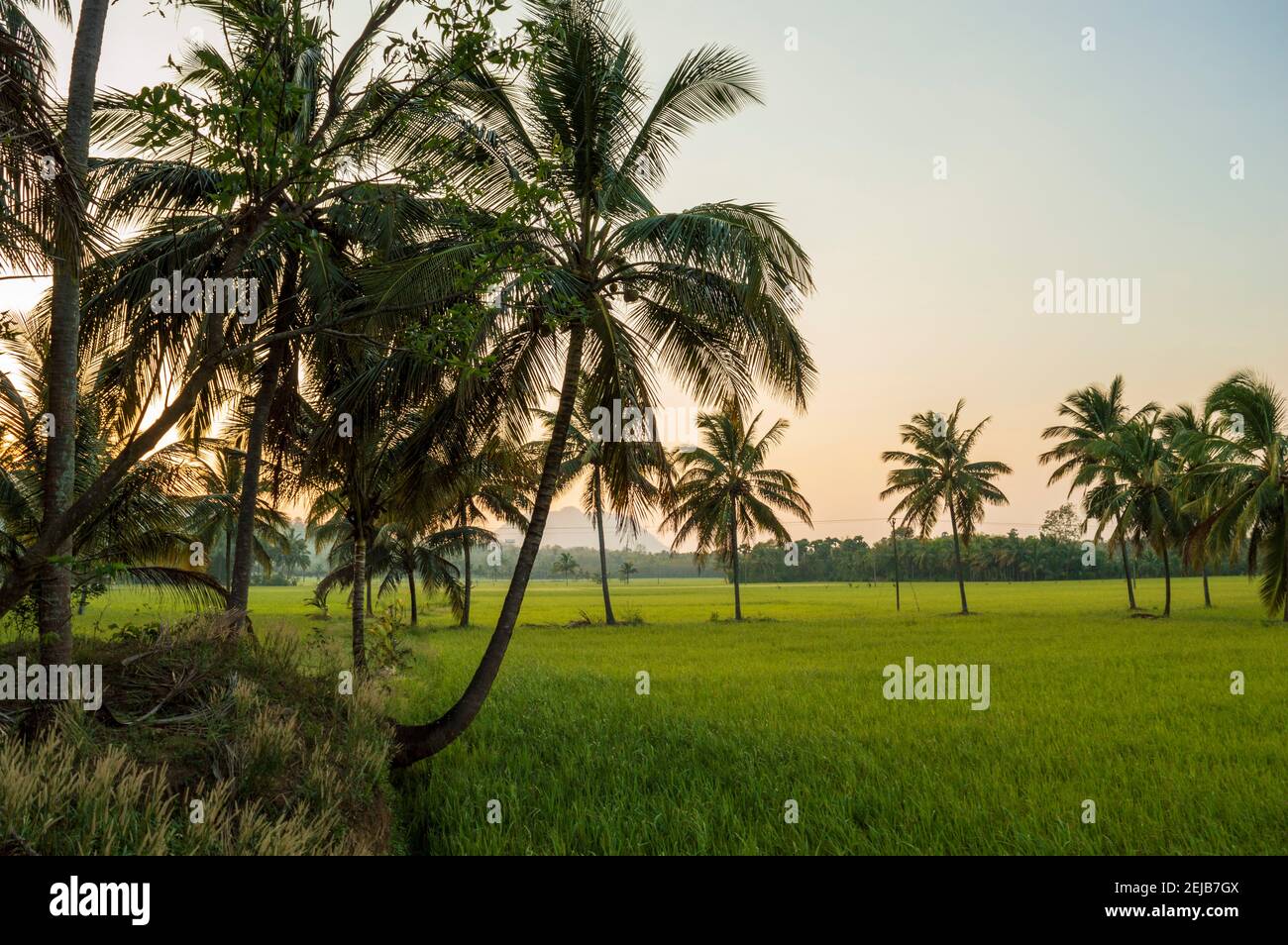 coconut trees between paddy field morning view Stock Photo - Alamy