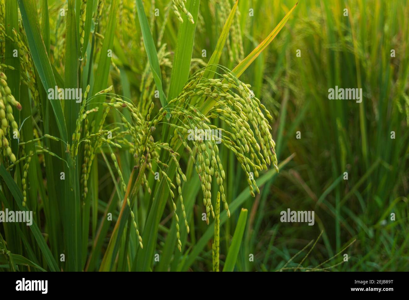 paddy field in focus Stock Photo - Alamy