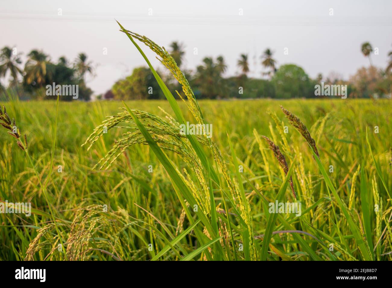 paddy field in focus Stock Photo - Alamy