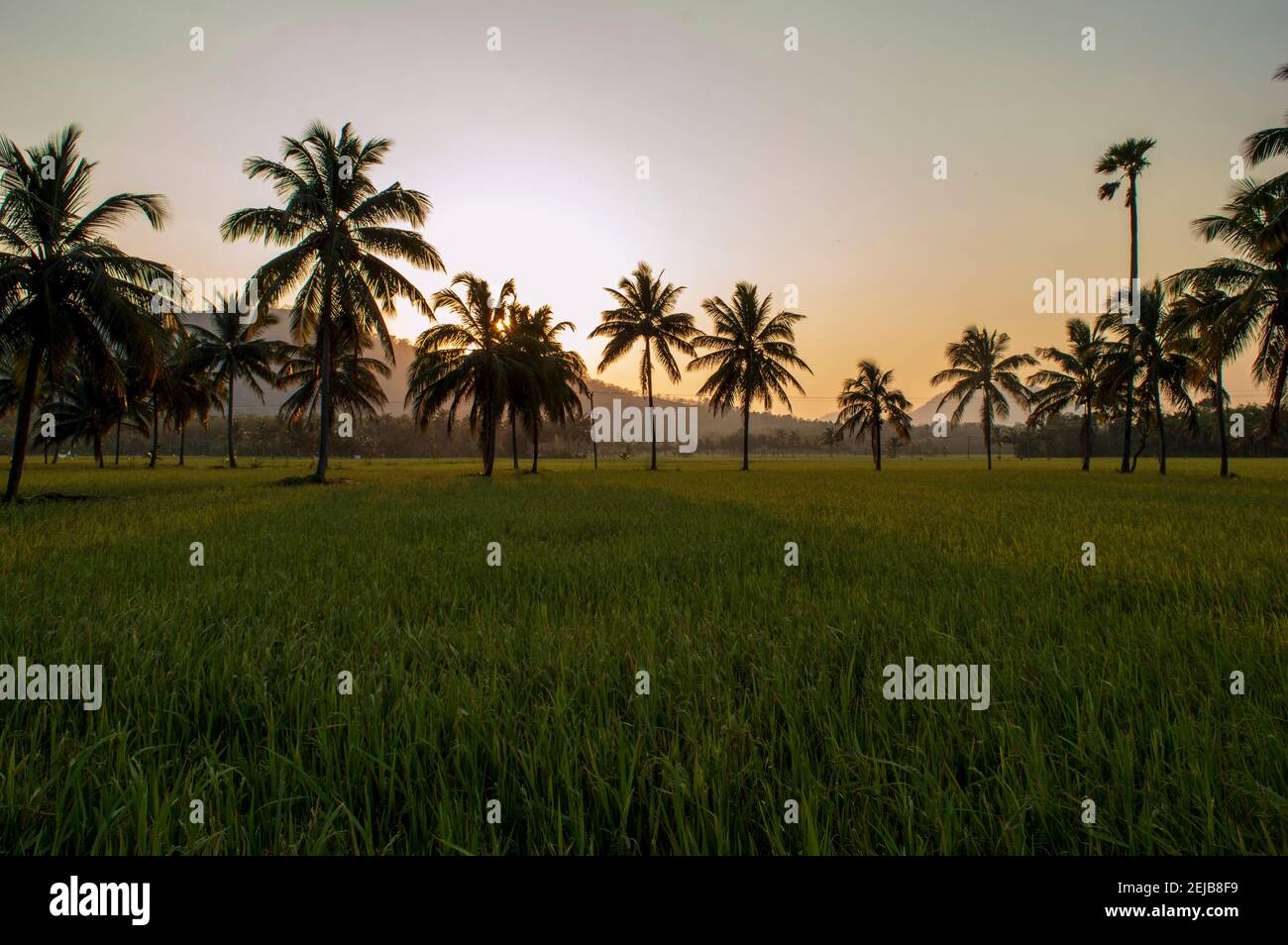 paddy field with coconut trees in the background in focus Stock Photo ...