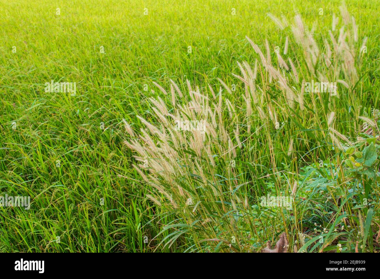Wild plant with long inflorescence in the paddy field Stock Photo - Alamy