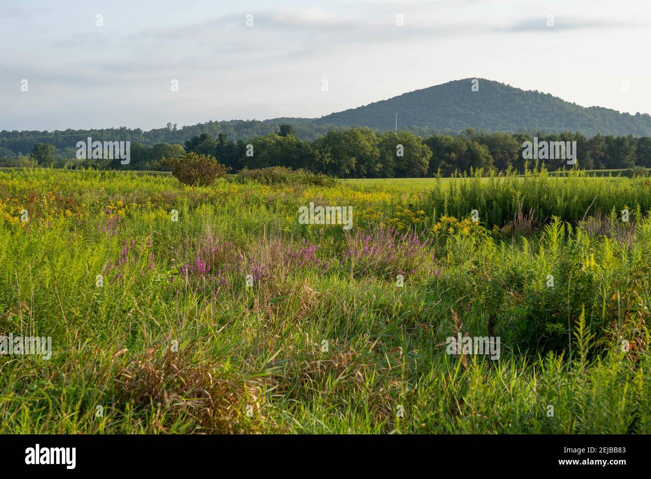 Beautiful scenery of a mountainous landscape with wildflowers and trees ...