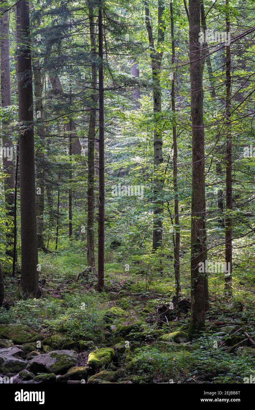 Vertical shot of a forest with beautiful greenery and tall trees Stock ...