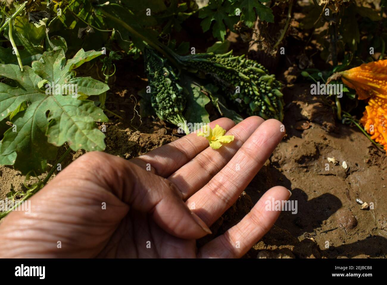Female holding yellow flower of Bittergourd or Bittermelon or Karela ...