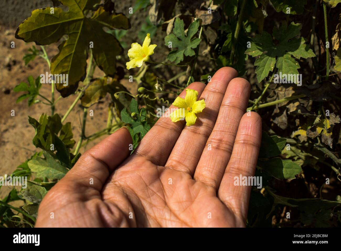 Karela Plant Flower