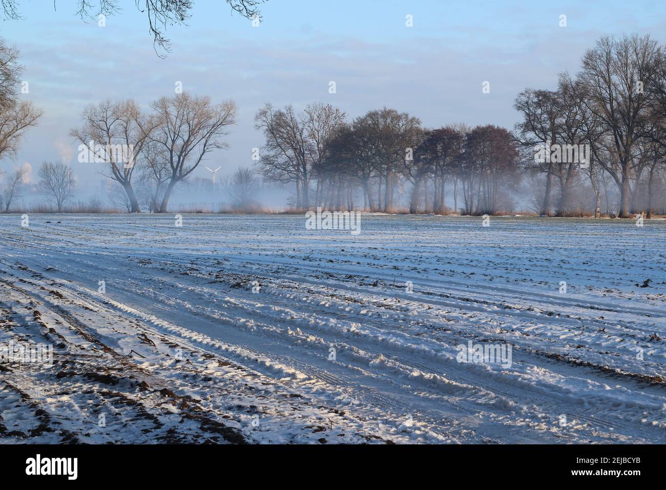 Winter landscape with a field and trees on a foggy morning Stock Photo ...