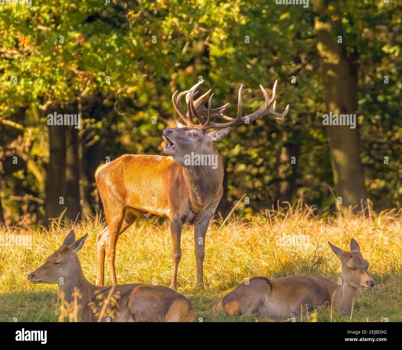 Male red deer standing in hi-res stock photography and images - Alamy