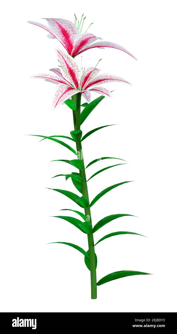 Stargazer Cut Out Stock Images & Pictures - Alamy