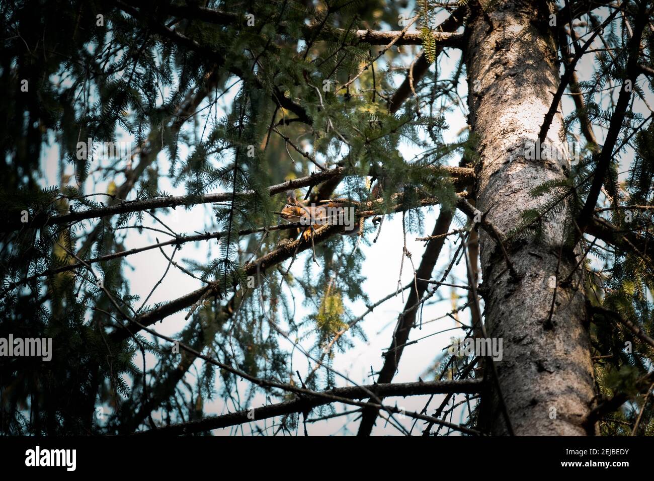 Squirrel in forest jumping trees hi-res stock photography and images ...