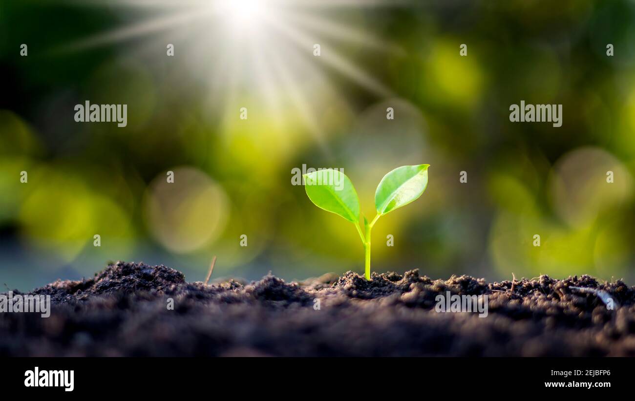 Small, fine trees are growing naturally and sunlight, the concept of ...