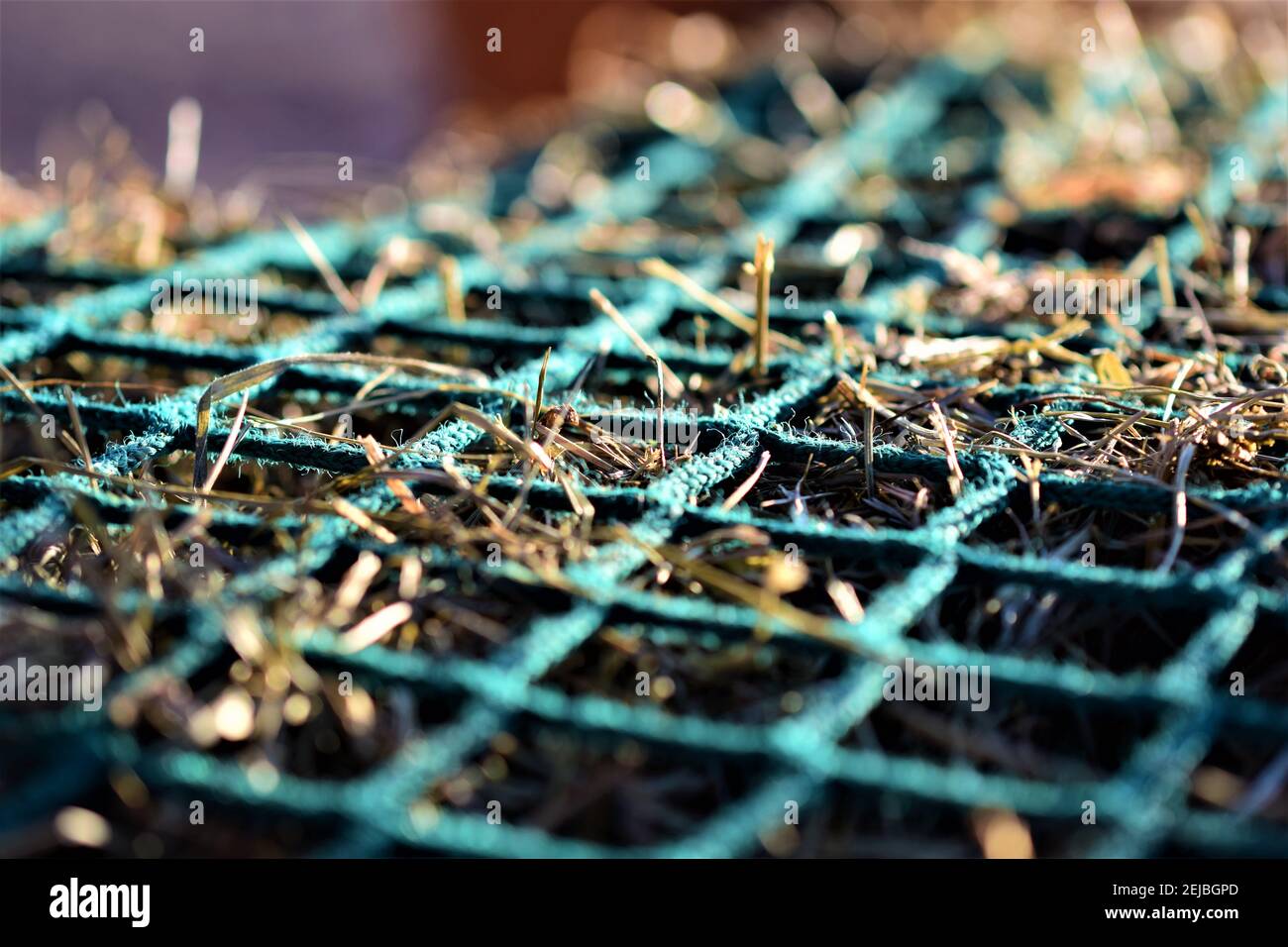 Hay net hi-res stock photography and images - Alamy