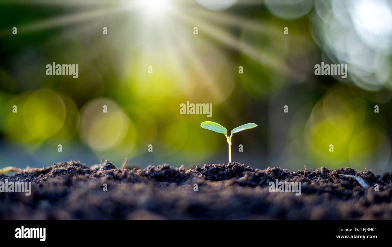 Small trees with green leaves, natural growth, and sunlight, the ...