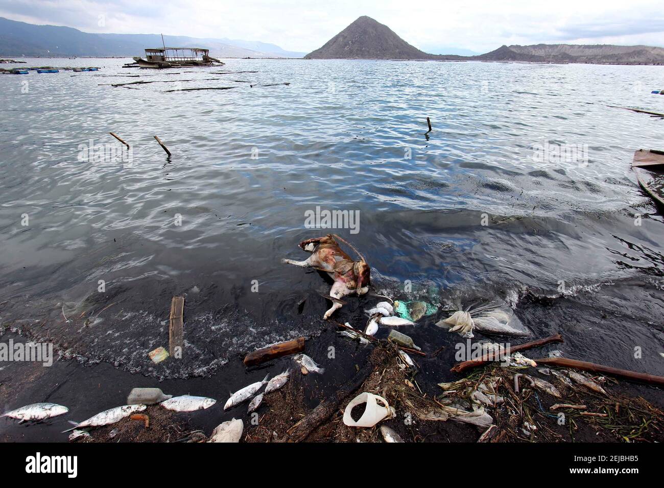 Animals floating at sea side due to the effects of last Taal Volcanic ...