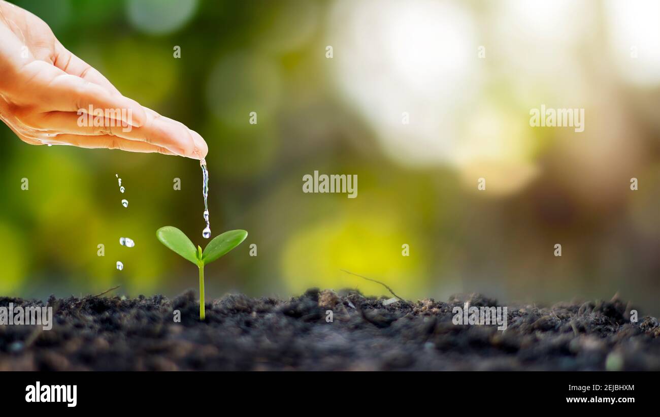 Growing crops on fertile soil and watering plants, including showing ...