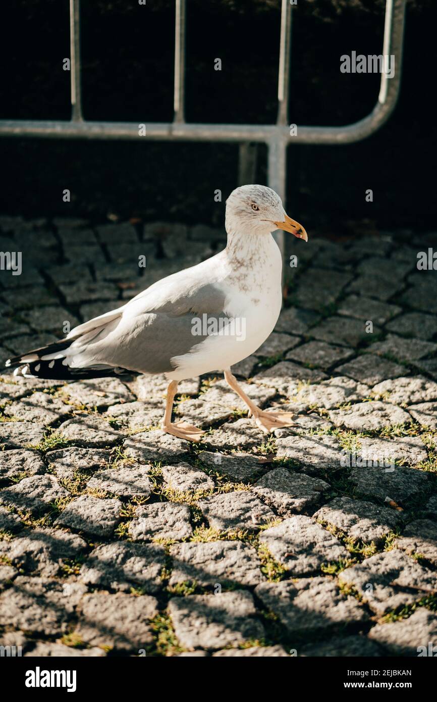 Portuguese seagull hi-res stock photography and images - Alamy