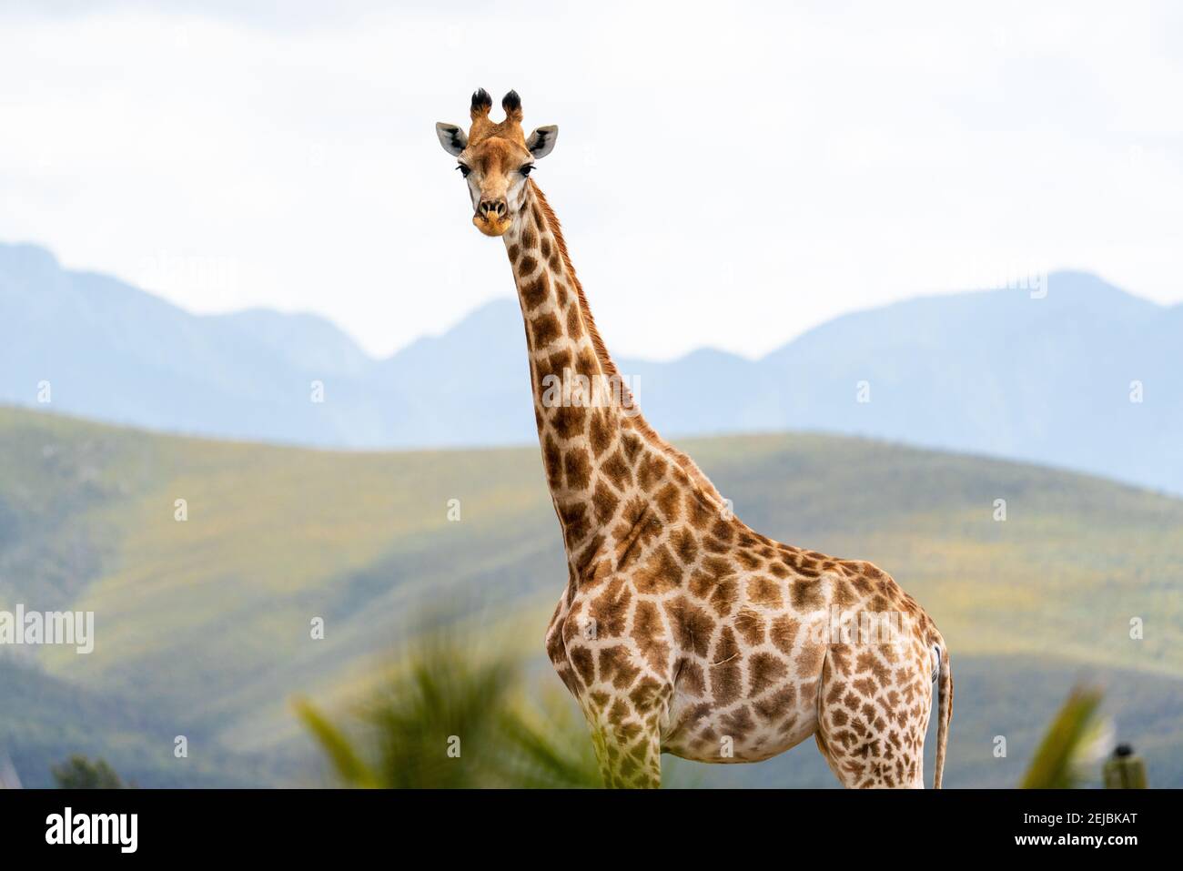 Wonderful giraffe hi-res stock photography and images - Alamy