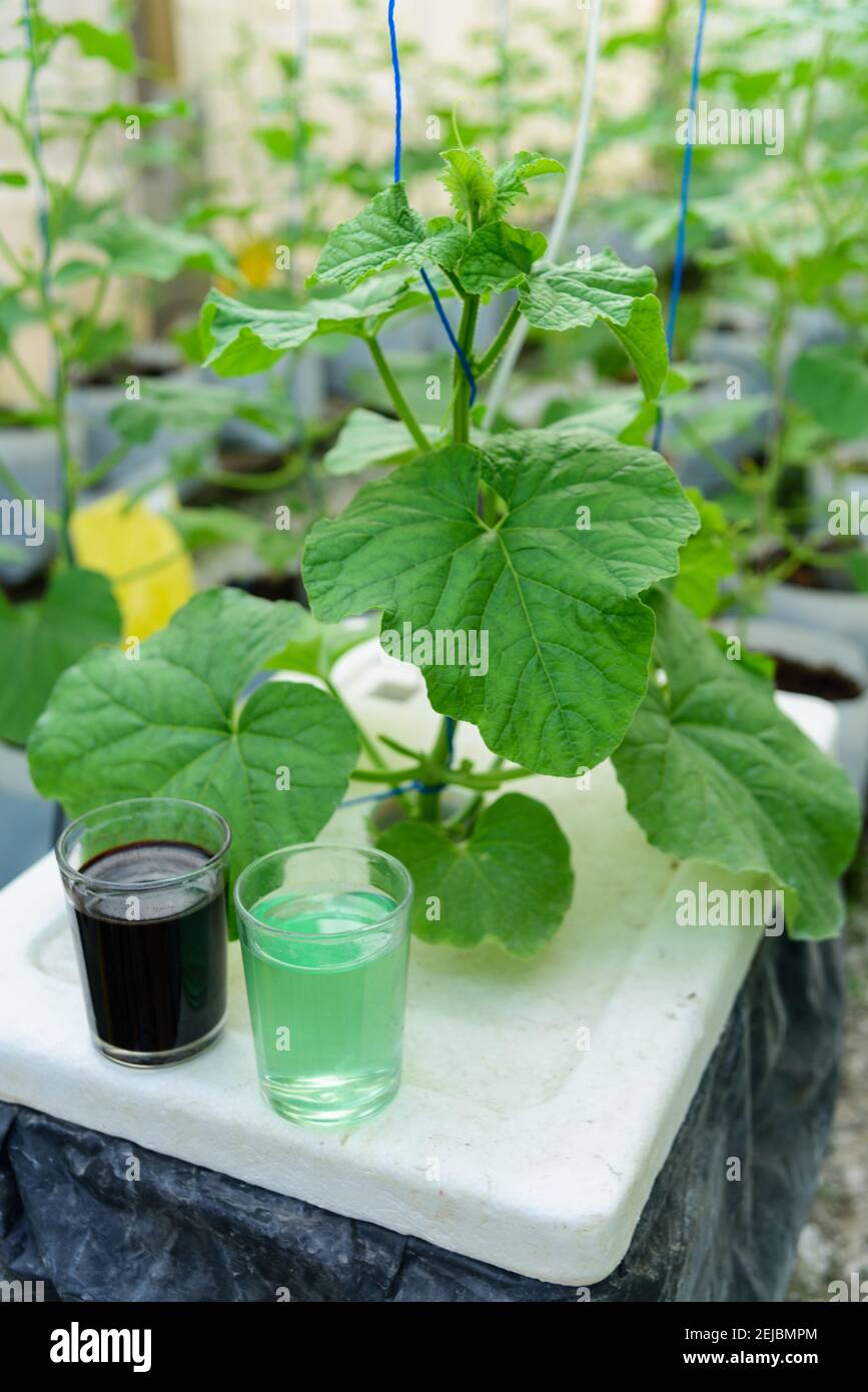 A and B type of Liquid fertilizer in the glass for Melon Hydroponics ...