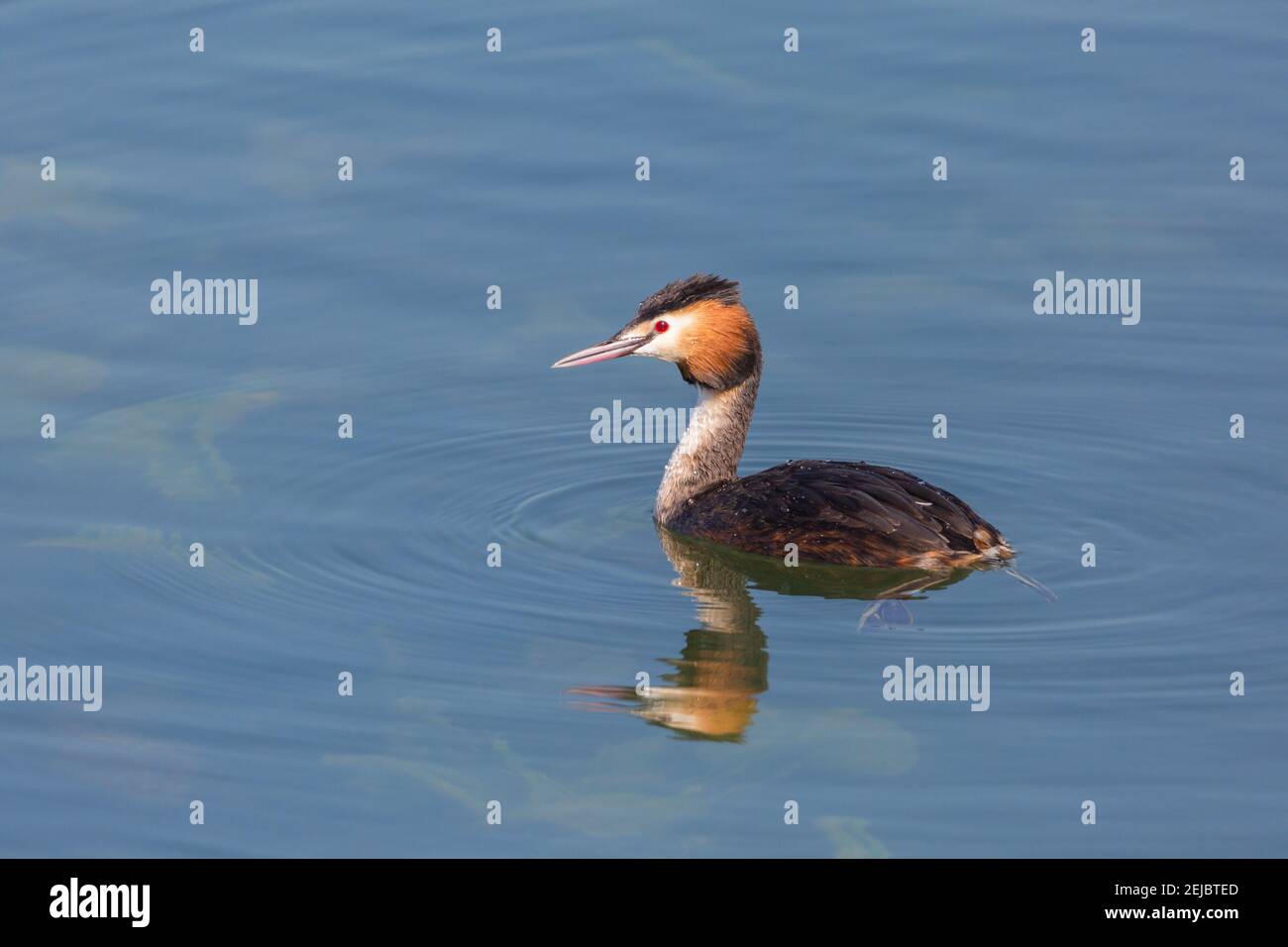 one natural swimming great crested grebe (podiceps cristatus) in blue ...