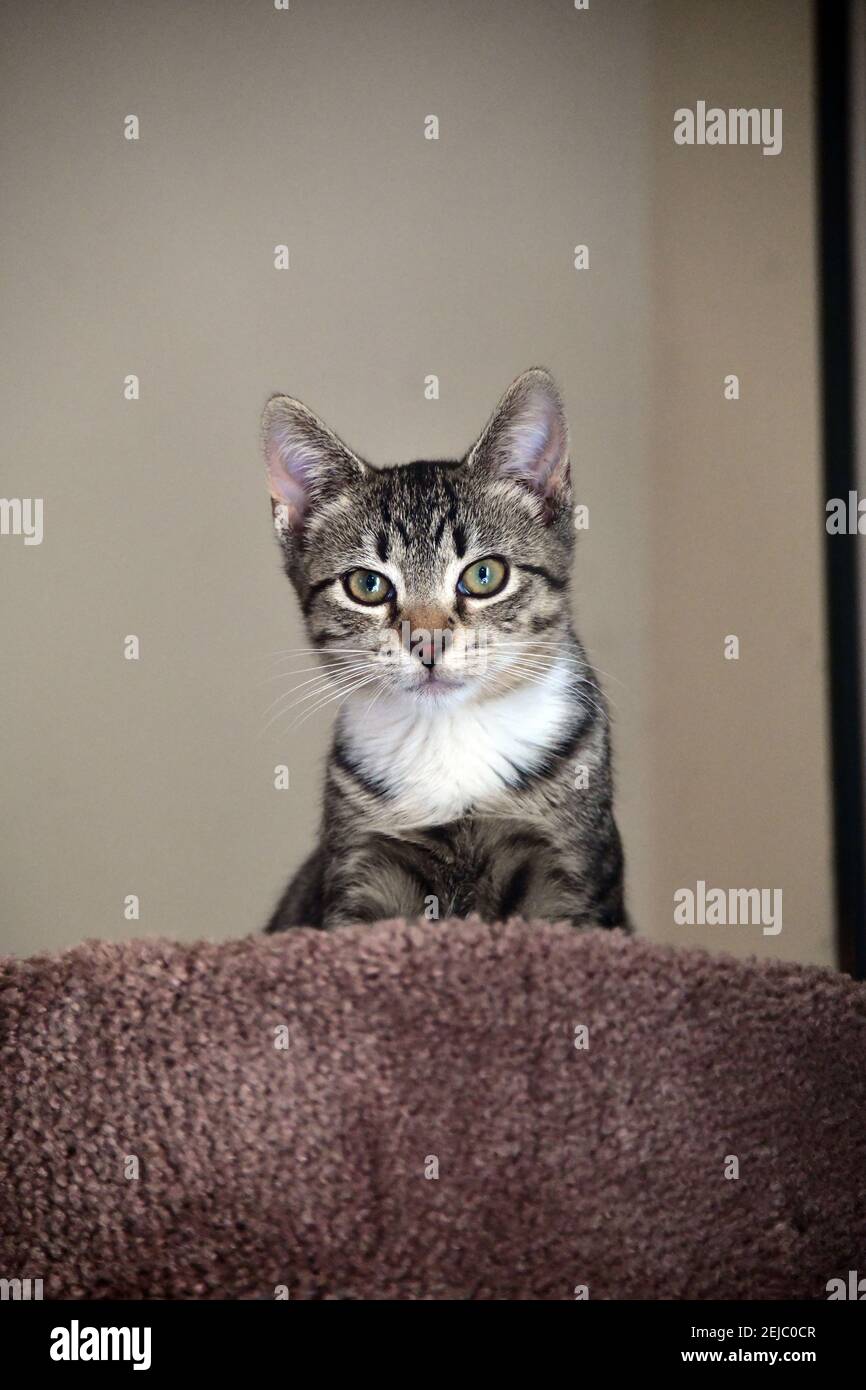 Cute kitten stares directly into the camera Stock Photo - Alamy