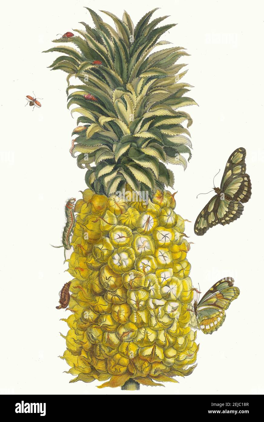 Ananas mur. From the Book Metamorphosis insectorum Surinamensium ...