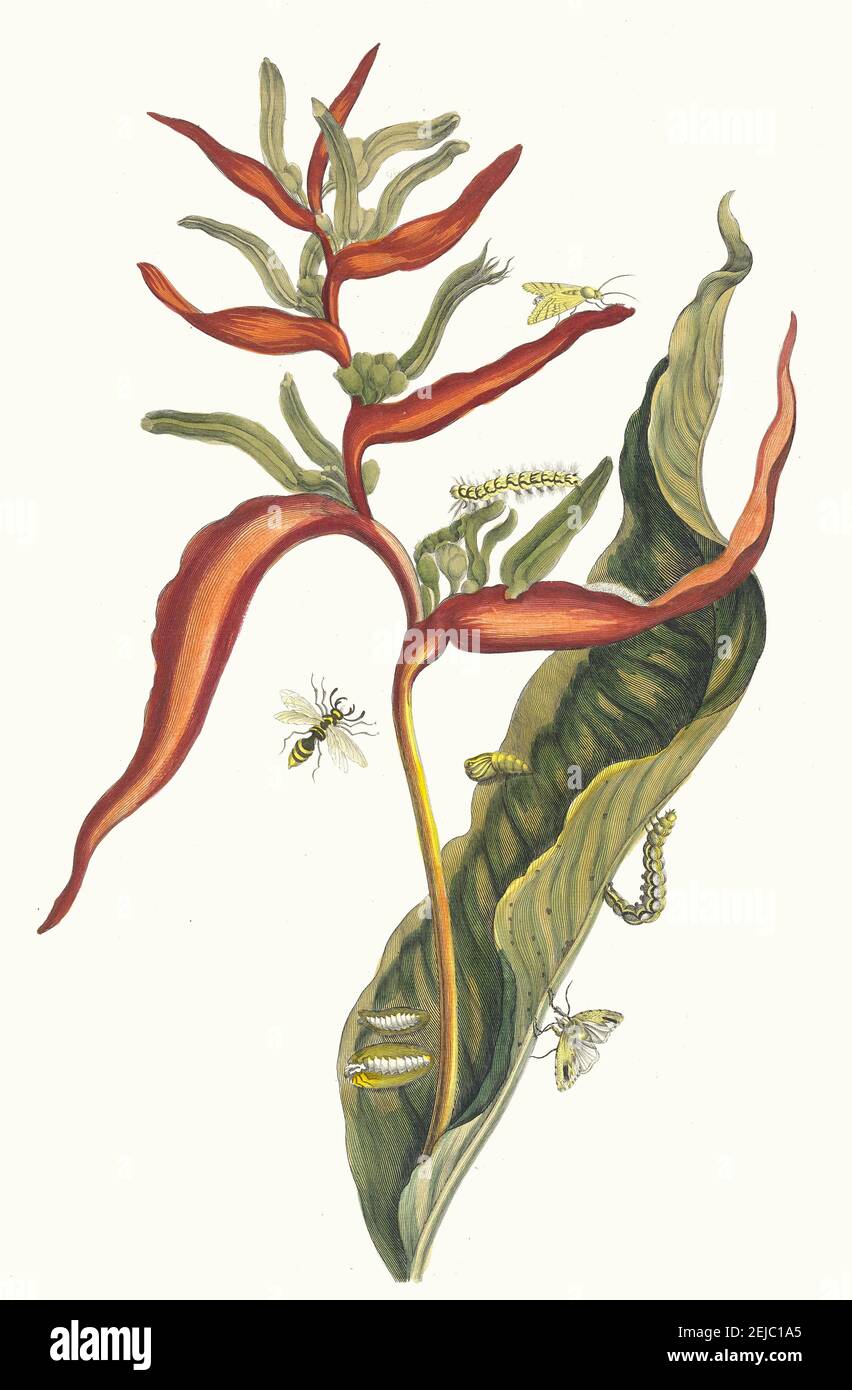 Ballia. From the Book Metamorphosis insectorum Surinamensium. Museum ...