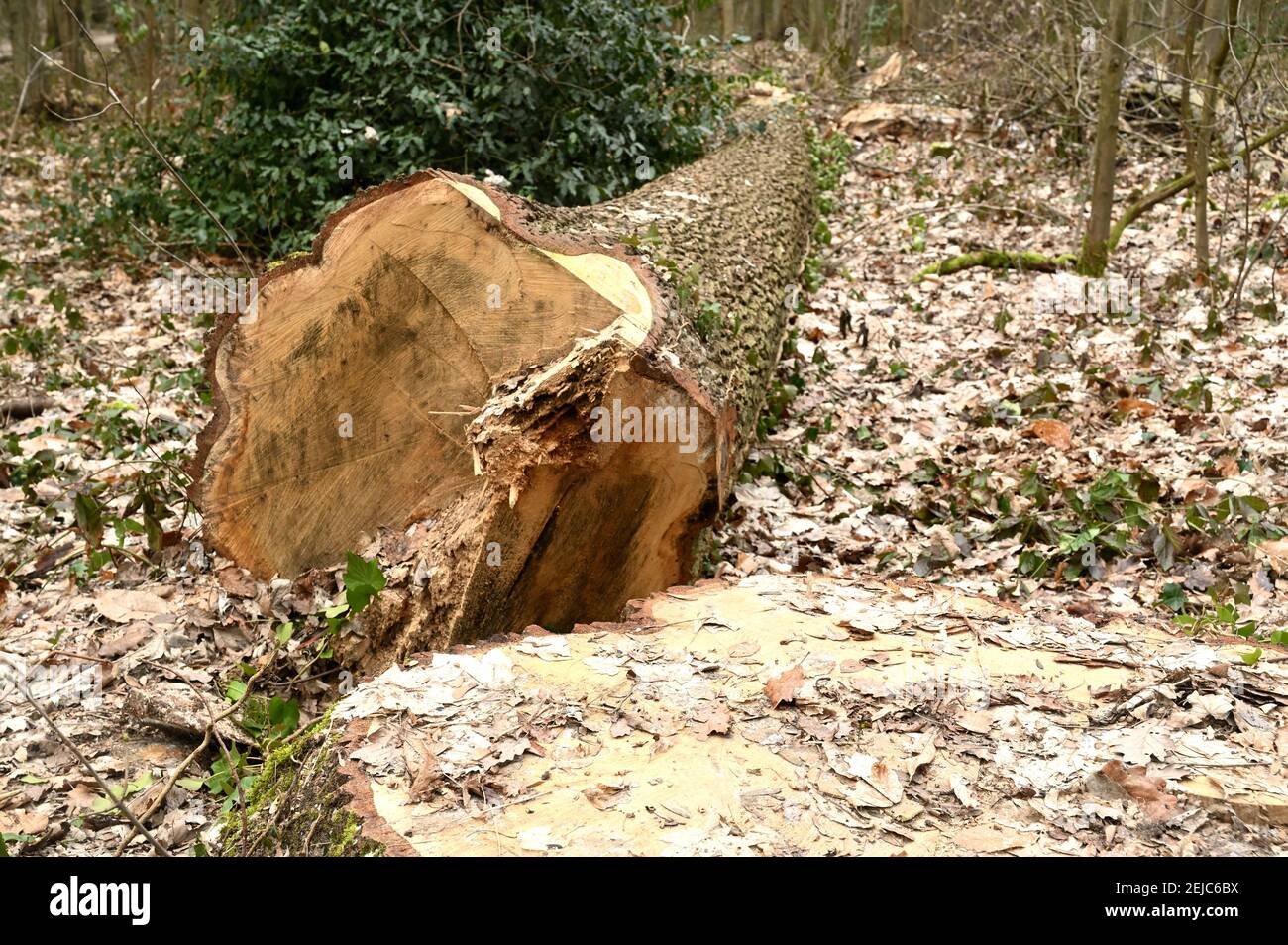 Tree trunks in the forest after trees have been sawn down Stock Photo ...