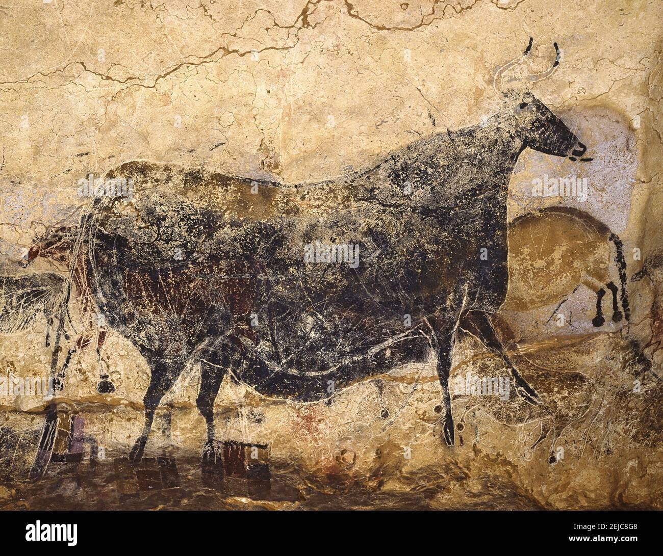 Black Cow. Caves painting of Lascaux. Museum: Centre national de ...