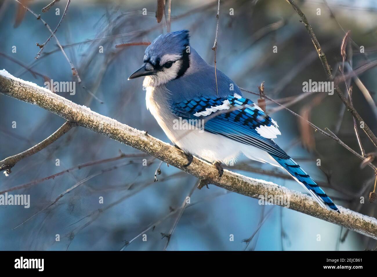 Common jay hi-res stock photography and images - Alamy
