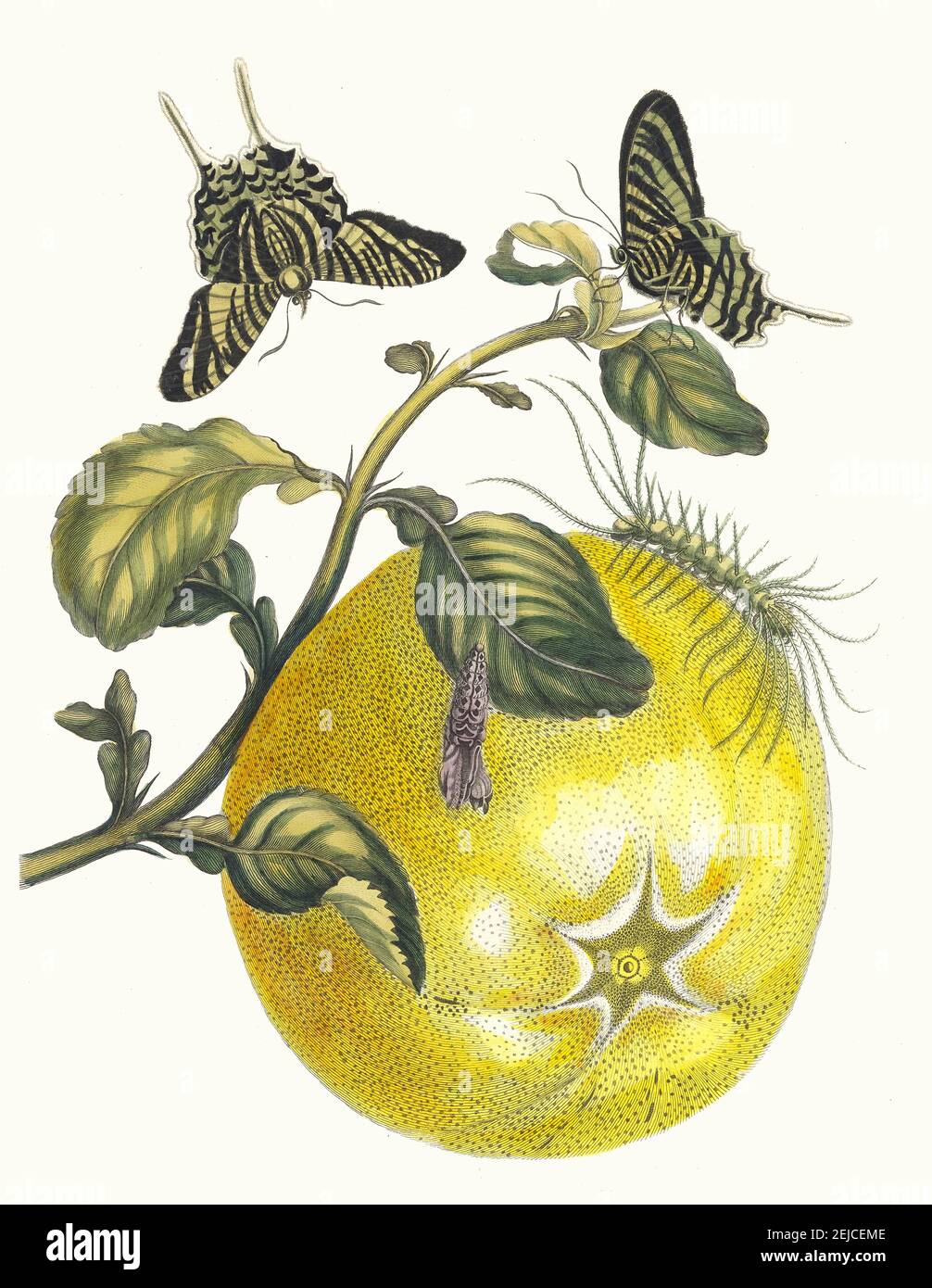 Pompelmous. From the Book Metamorphosis insectorum Surinamensium ...